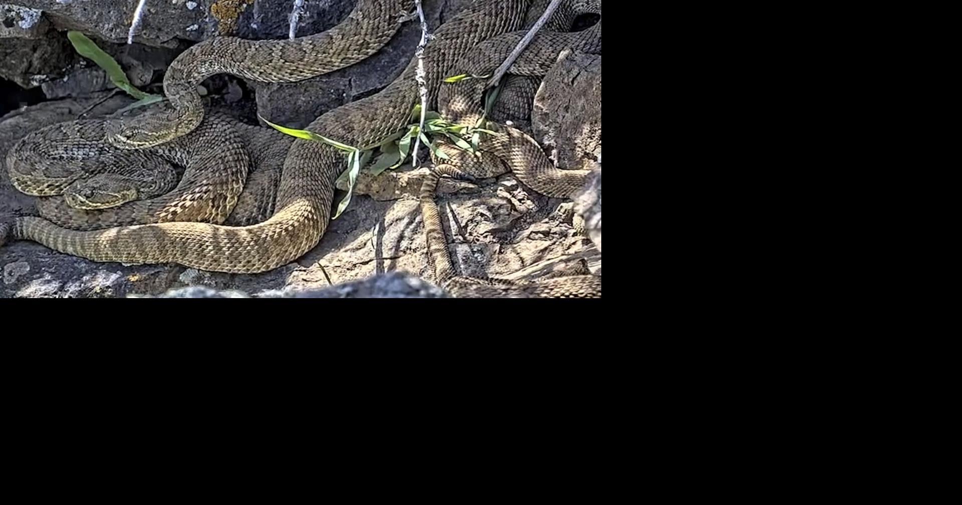 Cámara web observa cientos de víboras de cascabel | El Mundo | elvocero.com