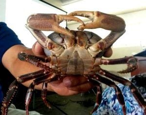 Pesca ilegal causante de posible extinción de juey azul | Actualidad ...