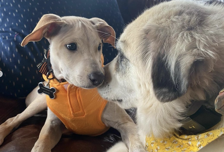 El actor de Hollywood Jeffrey Dean Morgan adoptó un perro de Puerto ...