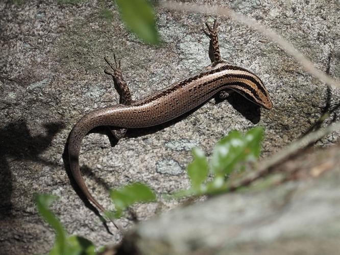Buscan evitar extinción de lagartijos boricuas | Verde | elvocero.com
