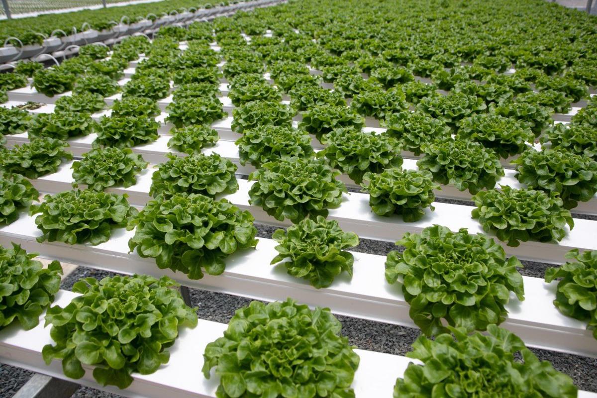 Empresa local aumenta producción de lechuga | Economía | elvocero.com