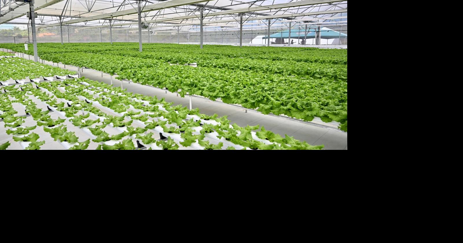 Reducirán la importación de lechuga en Puerto Rico | Otros | elvocero.com