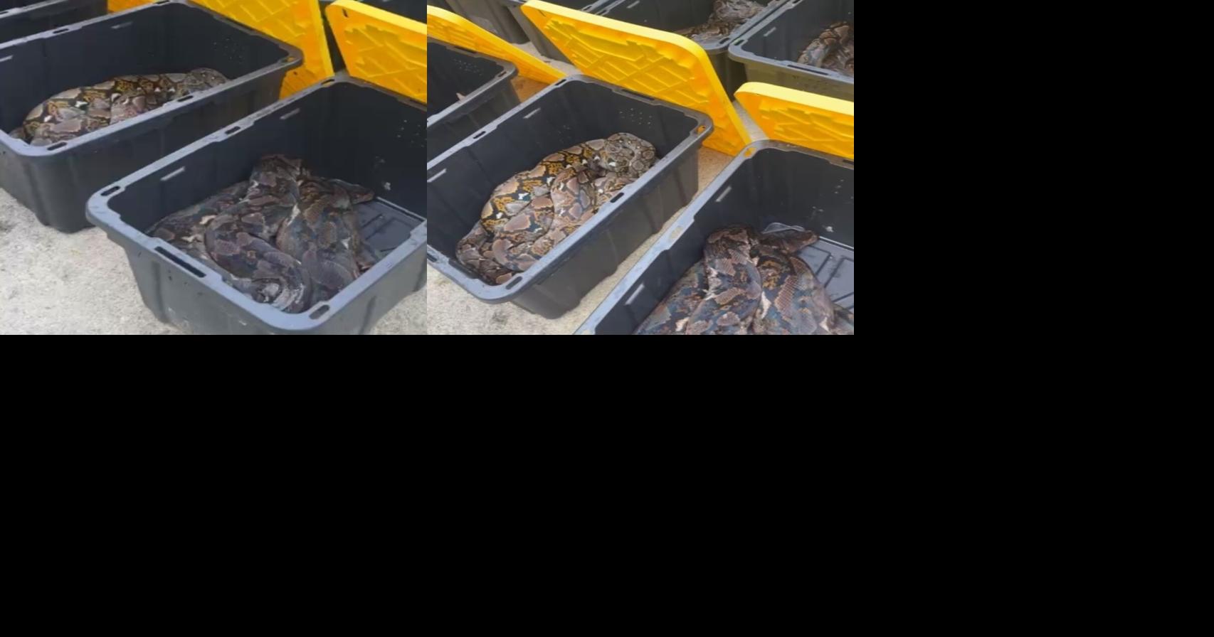 VIDEO: Capturan sobre 15 pitones reticuladas en un mes | Actualidad ...