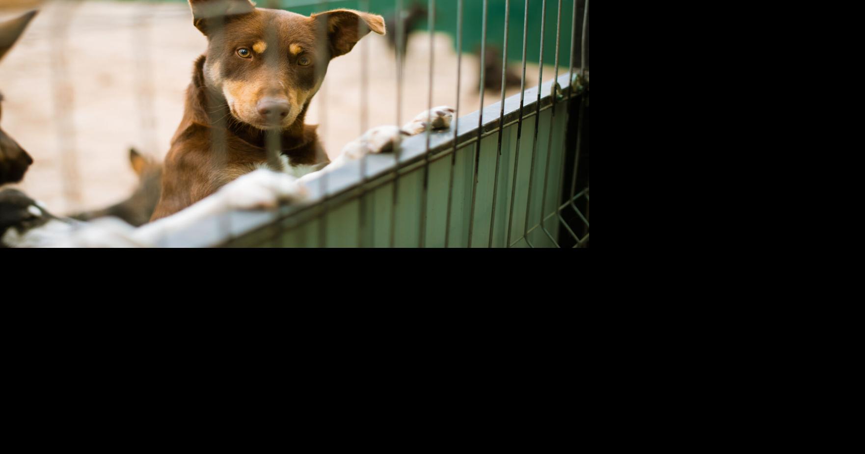 Múltiples perros que viven en refugios de animales en Georgia podrían ...