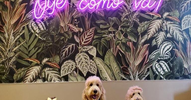 El Doodle Gang: la nueva sensación de las redes sociales | Notimascotas ...