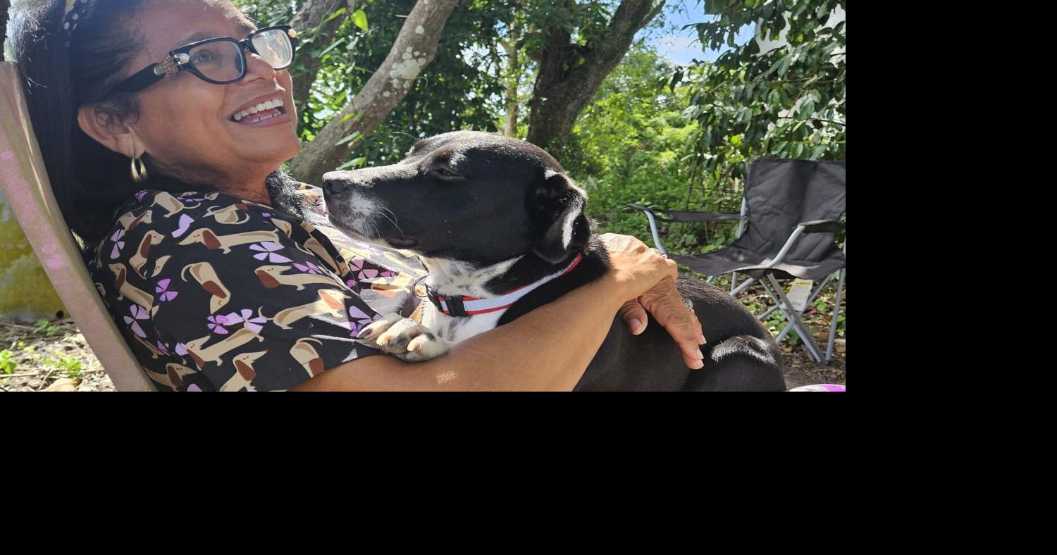 Destacan labor de rescatistas de animales realengos | Cuidado de ...