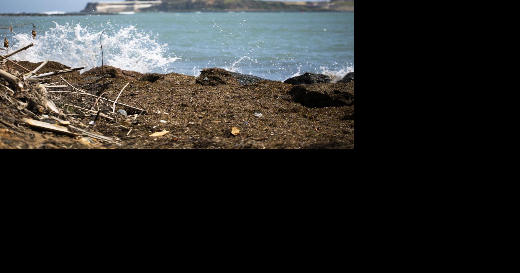 Bajo alerta Puerto Rico por voluminosa ola de sargazo | Actualidad ...