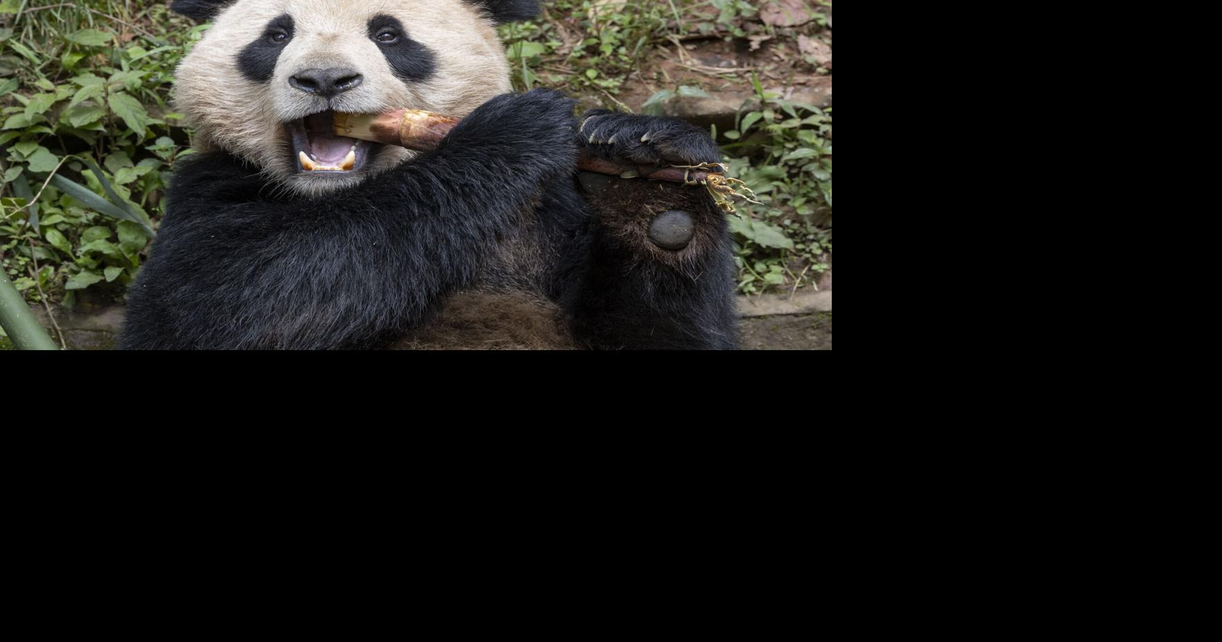 Una pareja de pandas gigantes viajará de China a San Diego | Estados ...