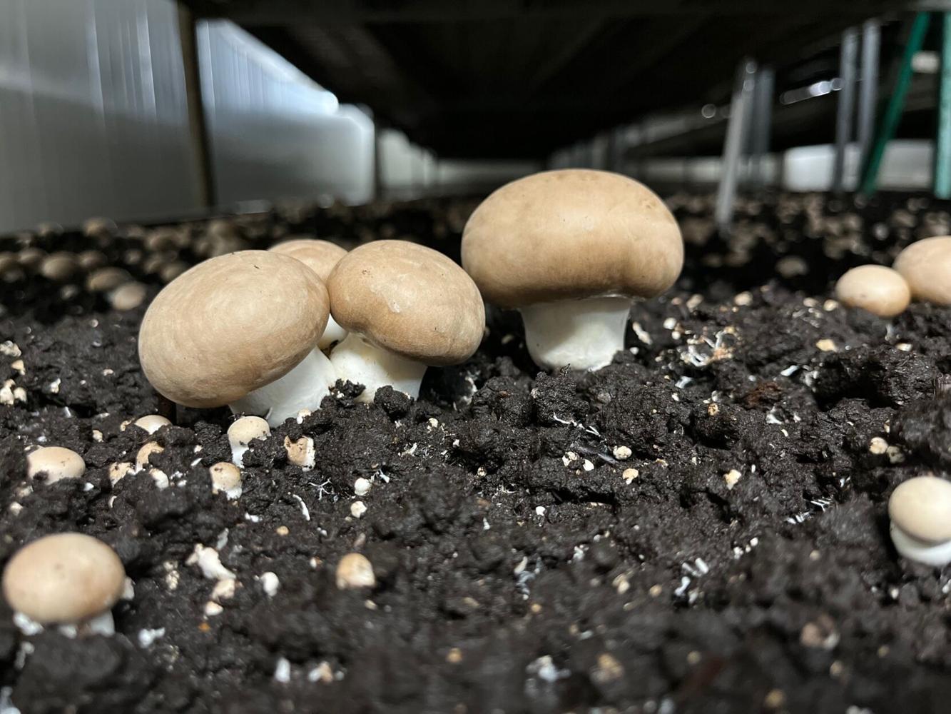 Setas de Puerto Rico: un sueño hecho realidad | Gastronómico | elvocero.com