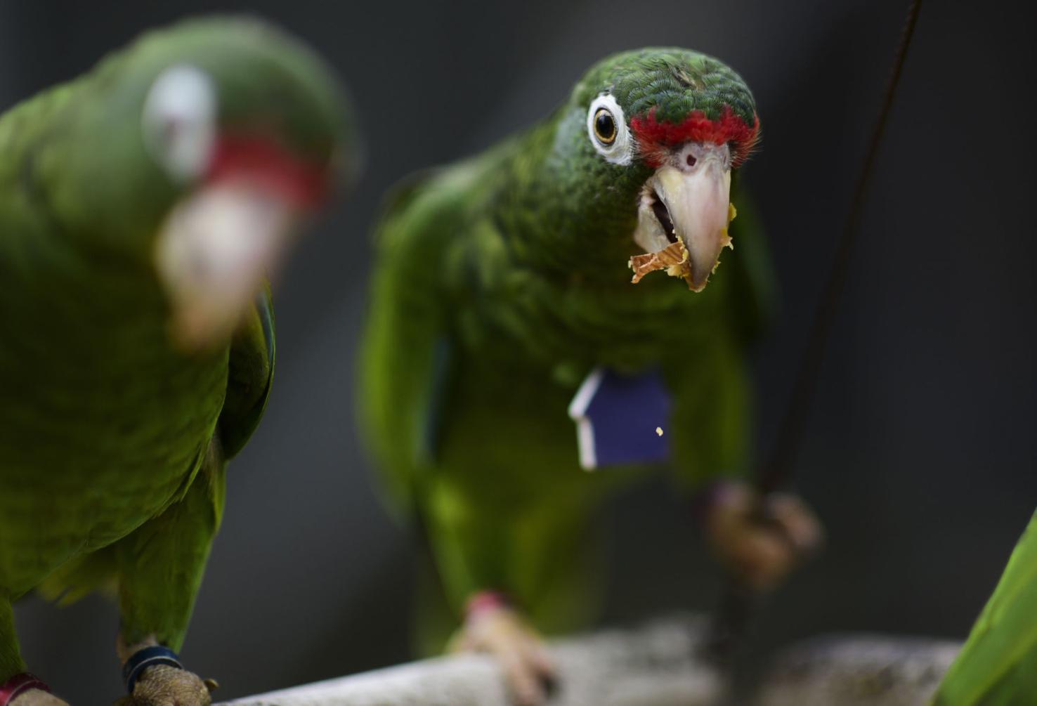 Positivo el panorama para la cotorra puertorriqueña | Actualidad ...