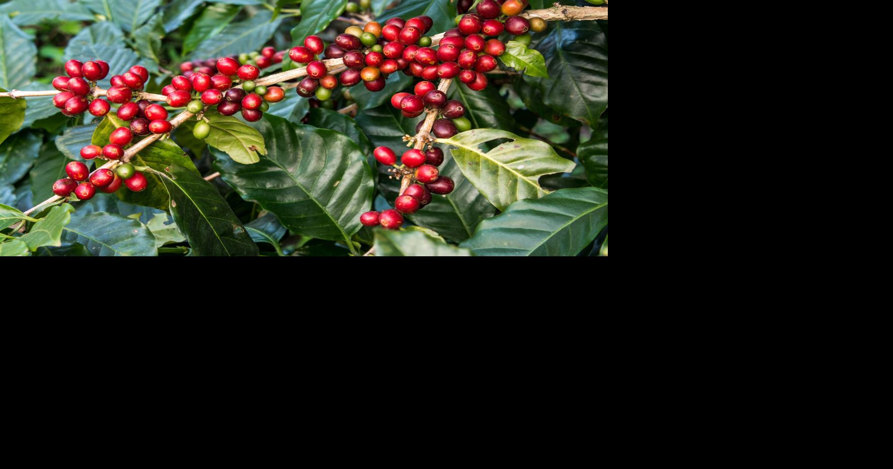 Secretario de Agricultura encabezará recolecta de café en Jayuya ...