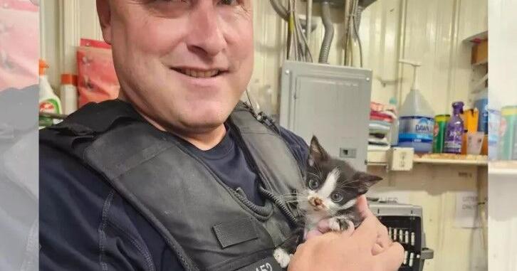 Valiente policía rescata gato maltratado | Actualidad | elvocero.com