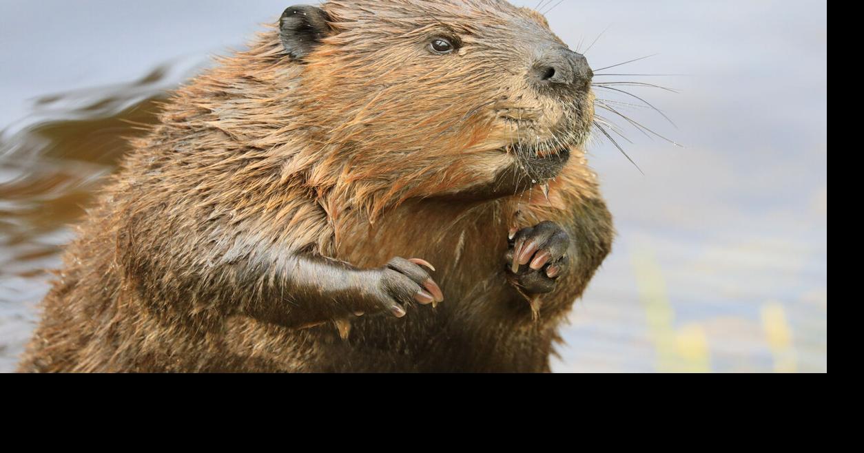 Castor rabioso ataca a niña mientras nadaba en un lago de Georgia ...