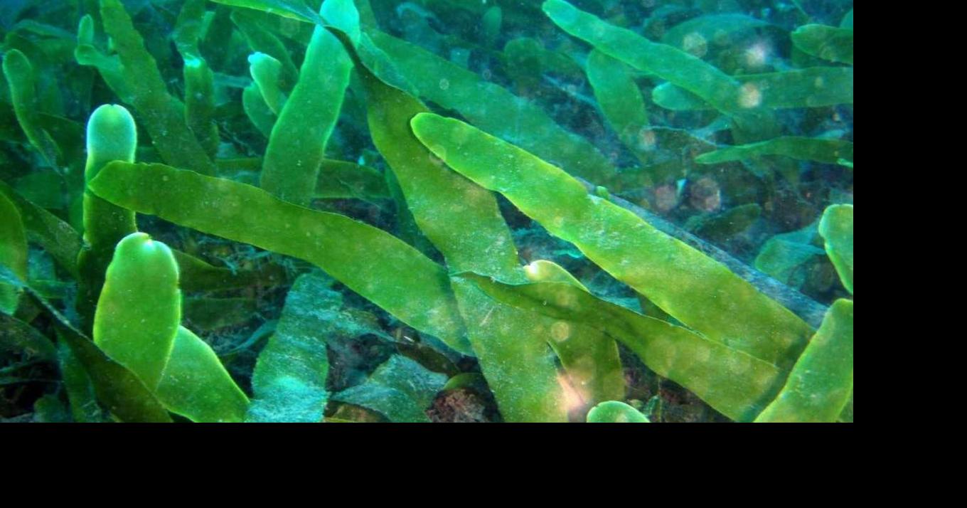 Alga que produce 'olor a playa' ayuda a enfriar el clima | Ciencia ...