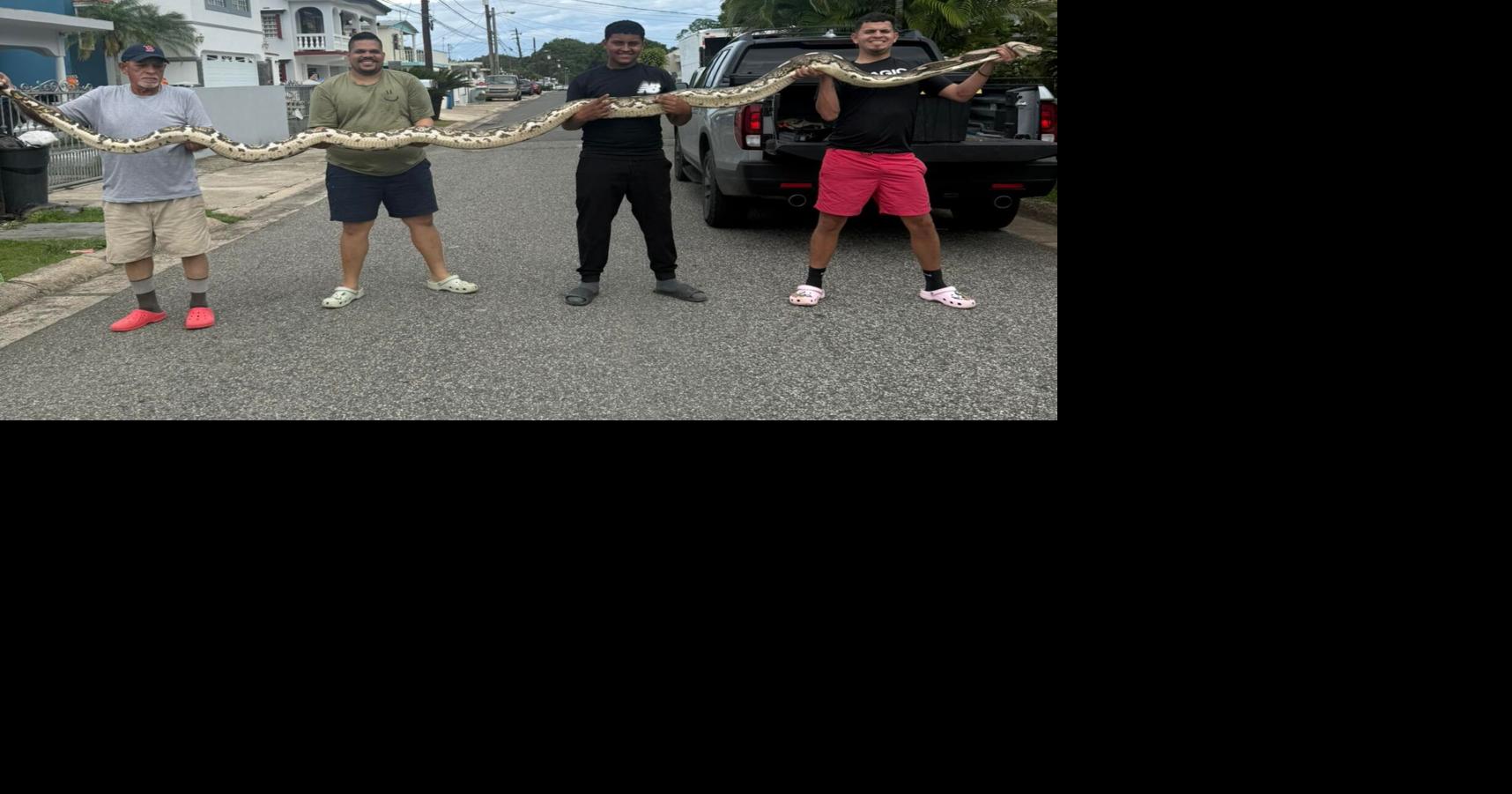 Gongo captura la serpiente "más grande de Puerto Rico" | Actualidad ...