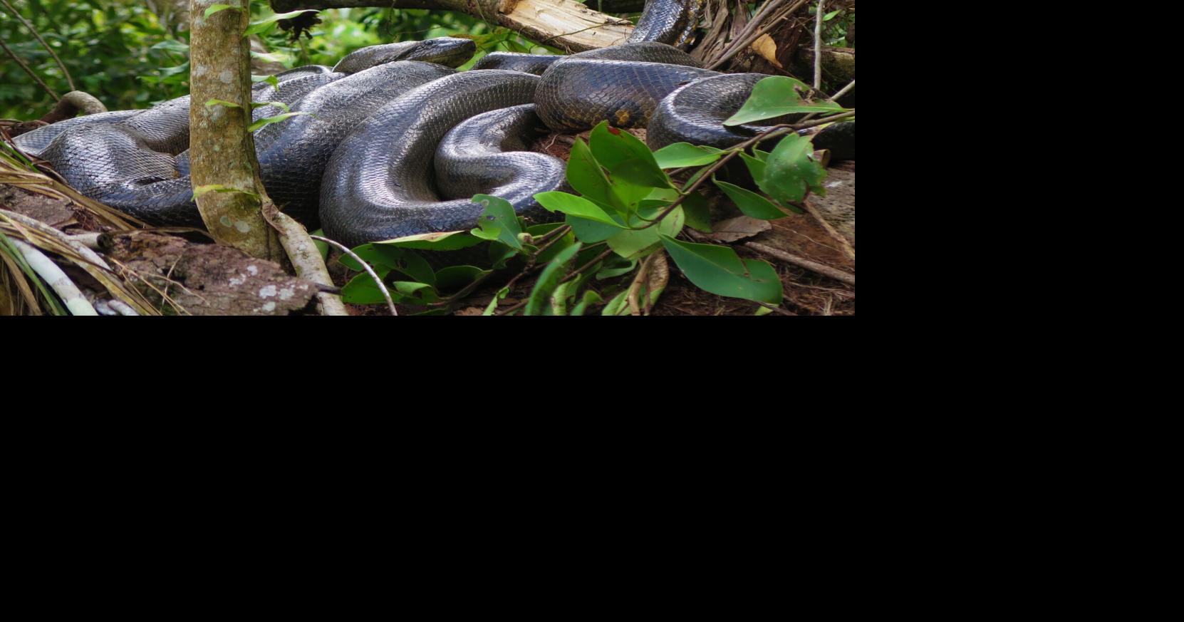 Hace 10 años, una anaconda casi se come vivo a un hombre en Discovery ...