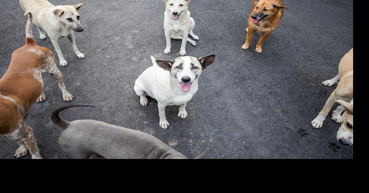 Llamado a atender la crisis de animales realengos | Actualidad ...