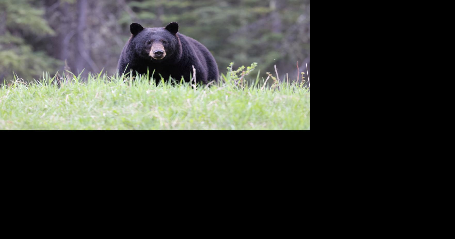 Pastor de ovejas resulta gravemente herido tras ser atacado por un oso ...