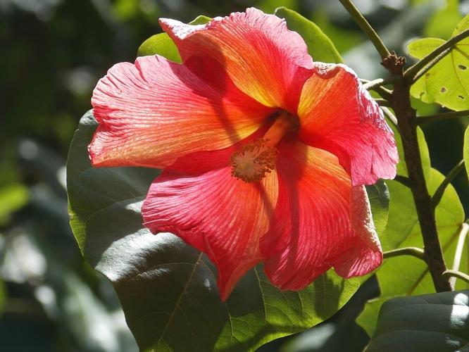La flor de maga, el símbolo que eligió Jasmine Camacho para llevar ...