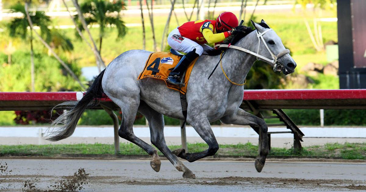 Reaparece Casta Diva en la primera carrera | Deportes | elvocero.com