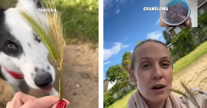 Si ves esta planta con tu perro aléjate puede acabar | Resto del mundo ...