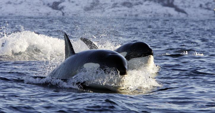 VÍDEO: Manada de orcas ataca y destruye embarcación en España ...