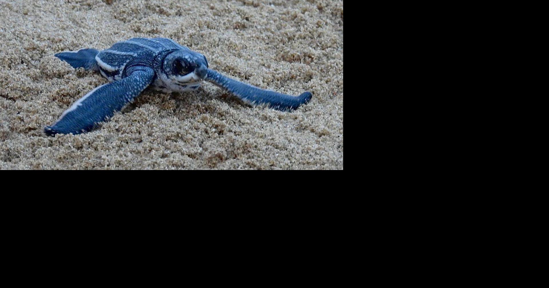 Liberan decenas de crías de tinglar en playa de Aguadilla | Actualidad ...