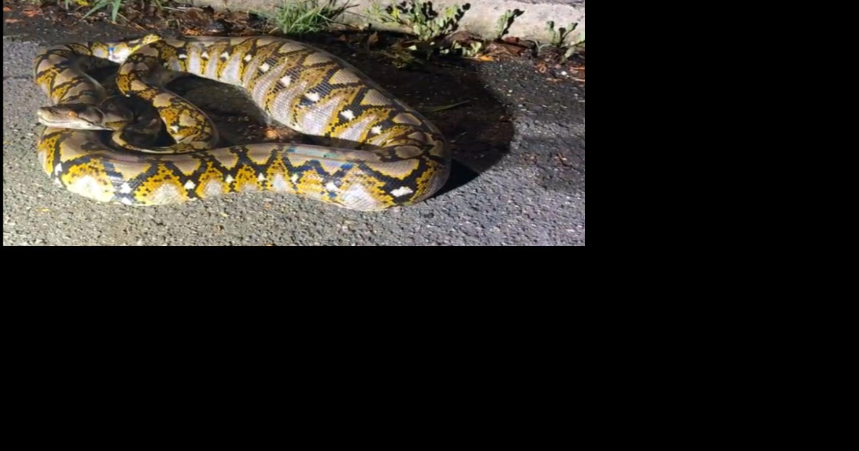Pitones reticuladas se comen a gatos en Naranjito y Mayagüez ...