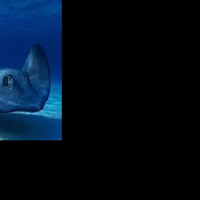 Mantarraya ataca a turista | El Mundo | elvocero.com