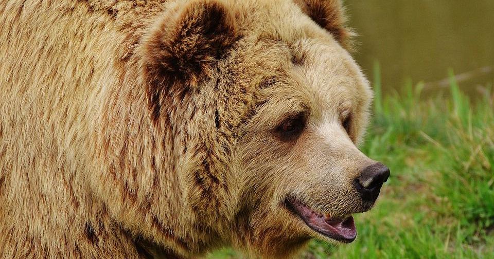 Oso invade casa en Colorado | Insólitas | elvocero.com