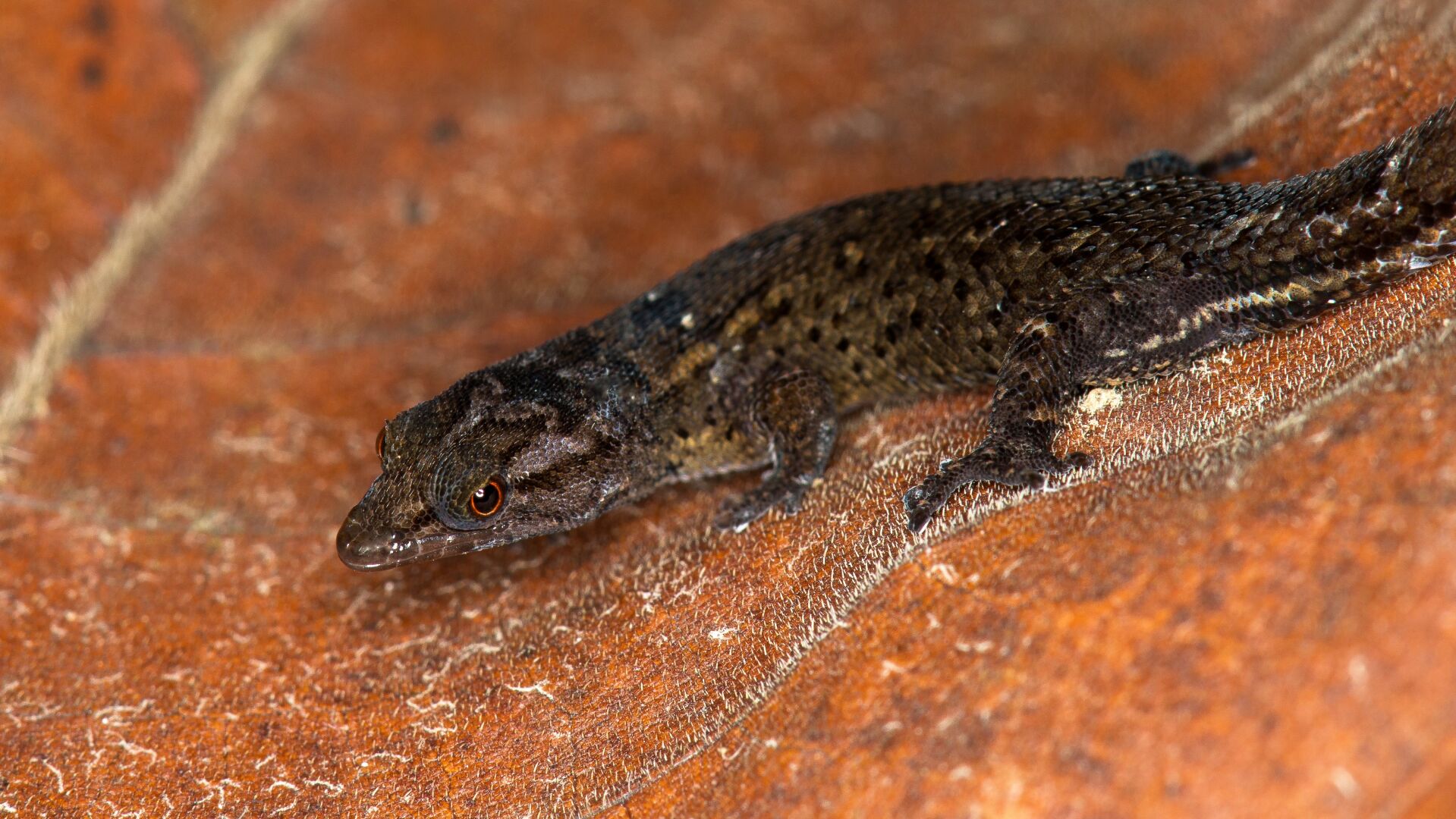 They discovered a new species of reptile in Puerto Rico | Sciences