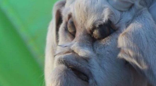 Cabrita causa terror en Argentina | Curiosidades | elvocero.com