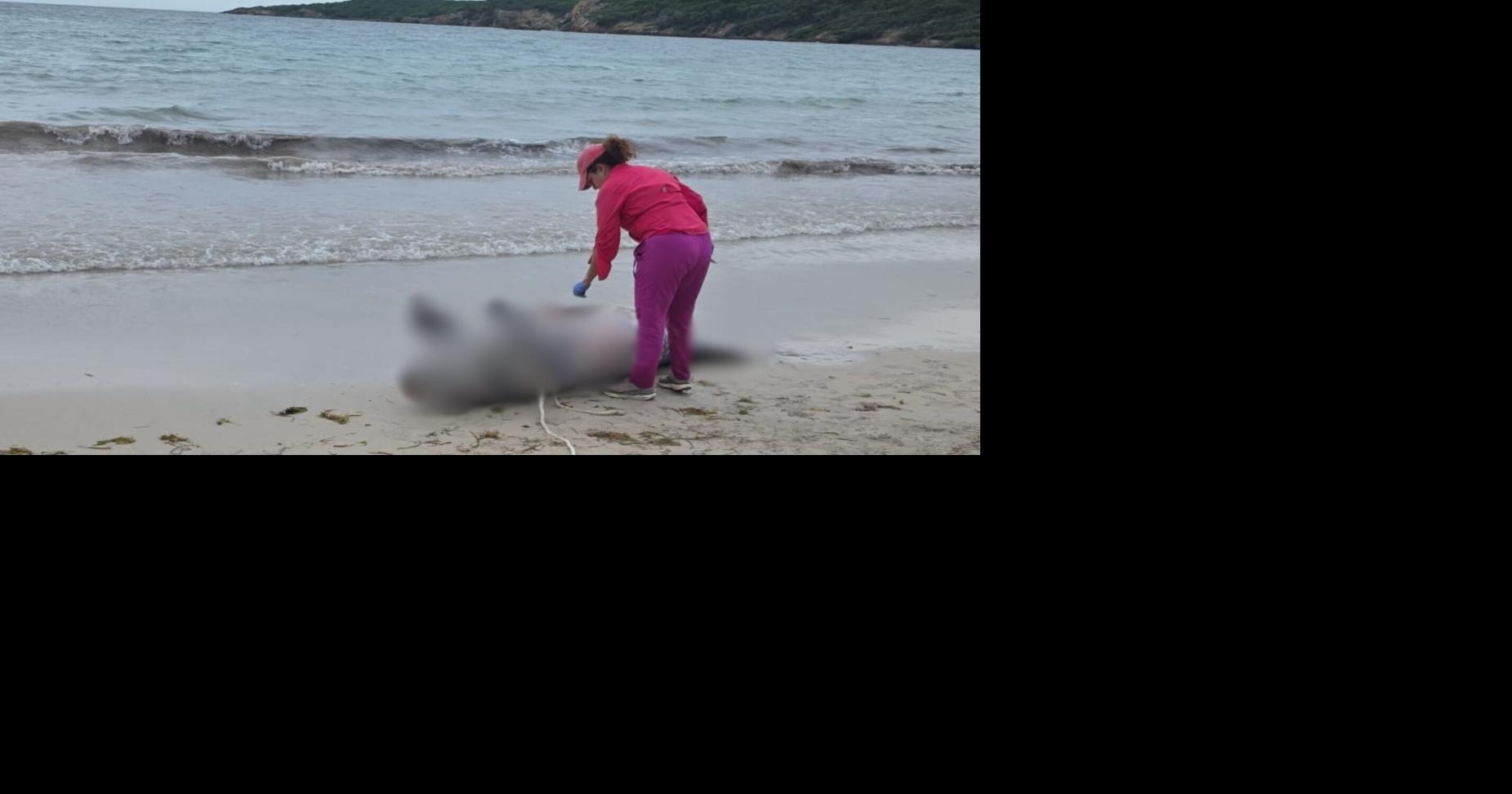 DRNA investiga hallazgo de manatí muerto en playa | Agencias | elvocero.com