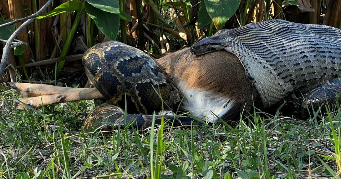 Video muestra a pitón birmana devorando un ciervo en Florida ...