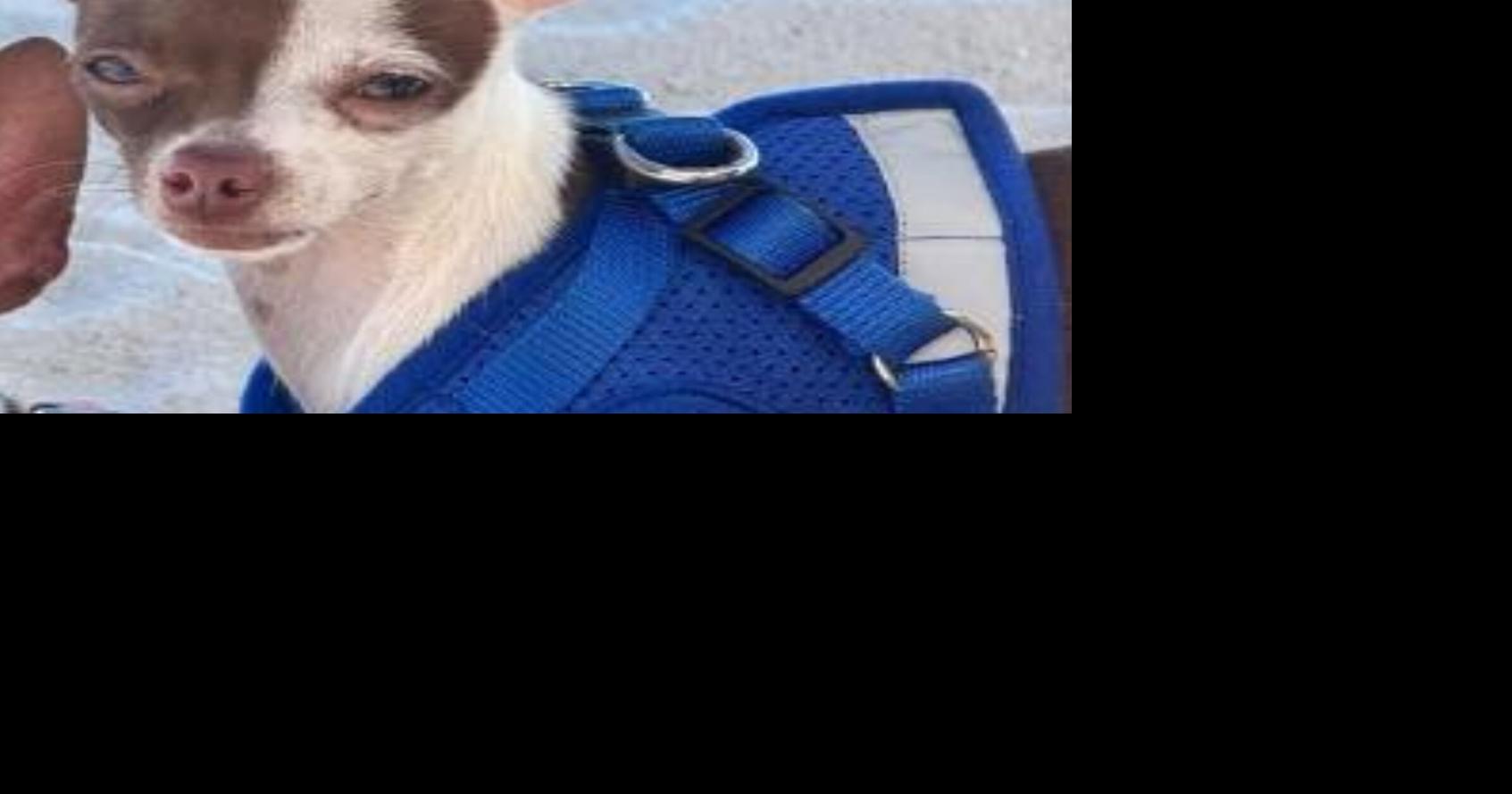 Hallan a Careta, el perro robado de apartamento en Guaynabo | Ley y ...