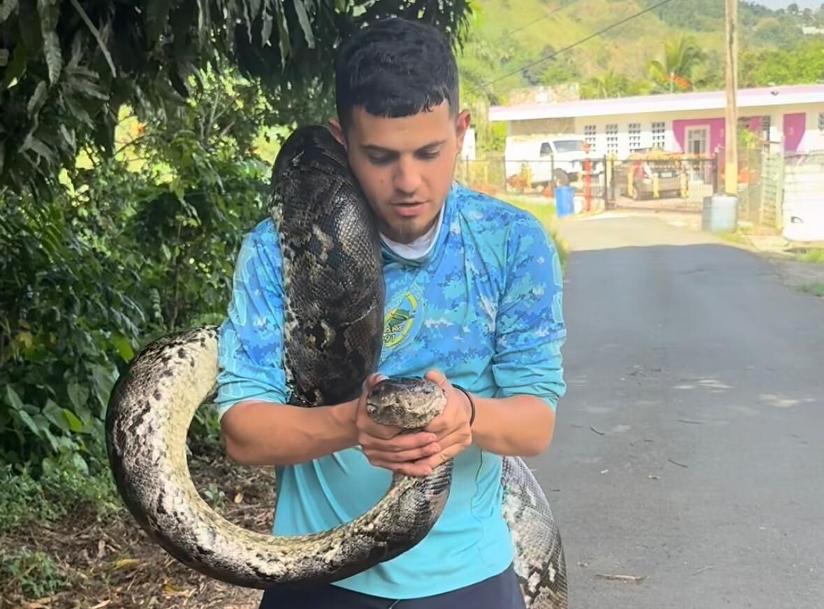 Capturan pitones de hasta 16 pies en Puerto Rico | Actualidad ...