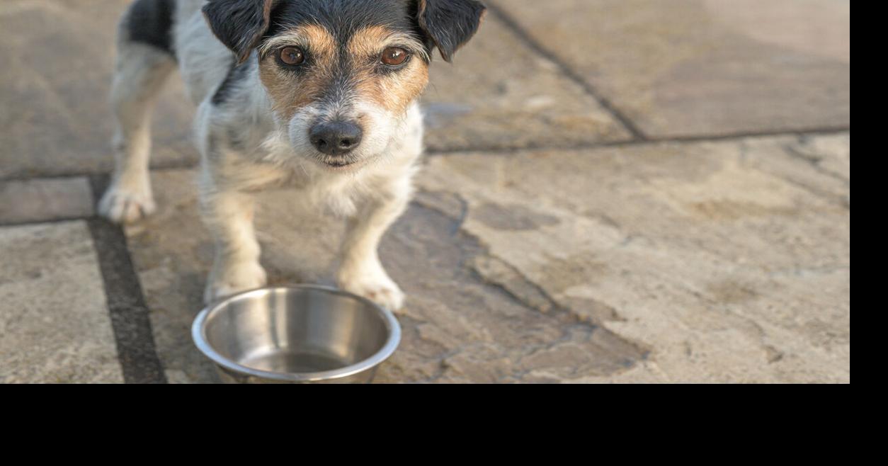 Alimentar animales realengos es un acto humanitario | | elvocero.com