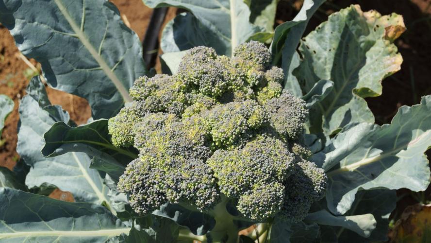 El Farm to Table del chef Jeremie Cruz | Actualidad | elvocero.com