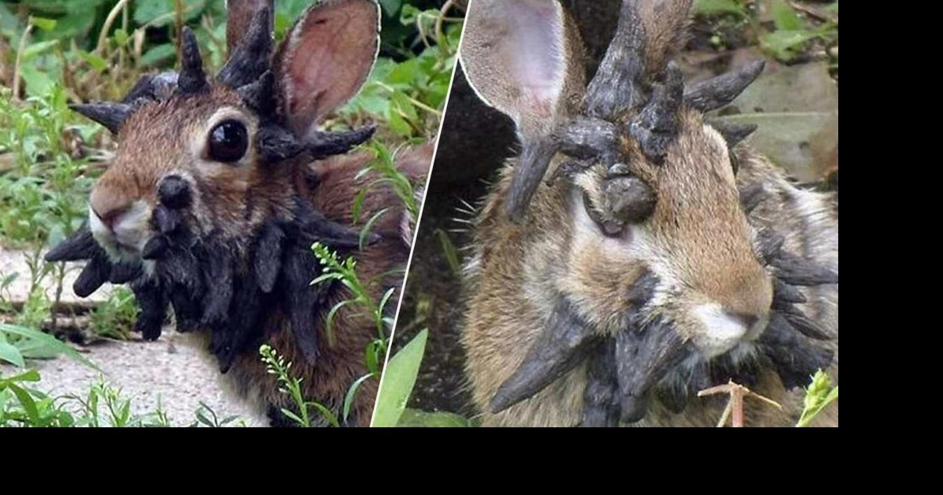 Extraño virus deja a los conejos de Colorado con ‘cuernos ...