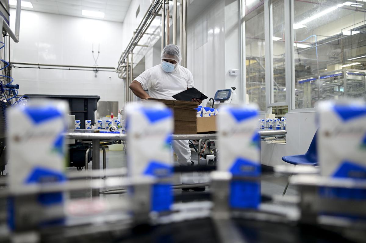 Cómo se hace: Leche UHT Indulac | Economía | elvocero.com