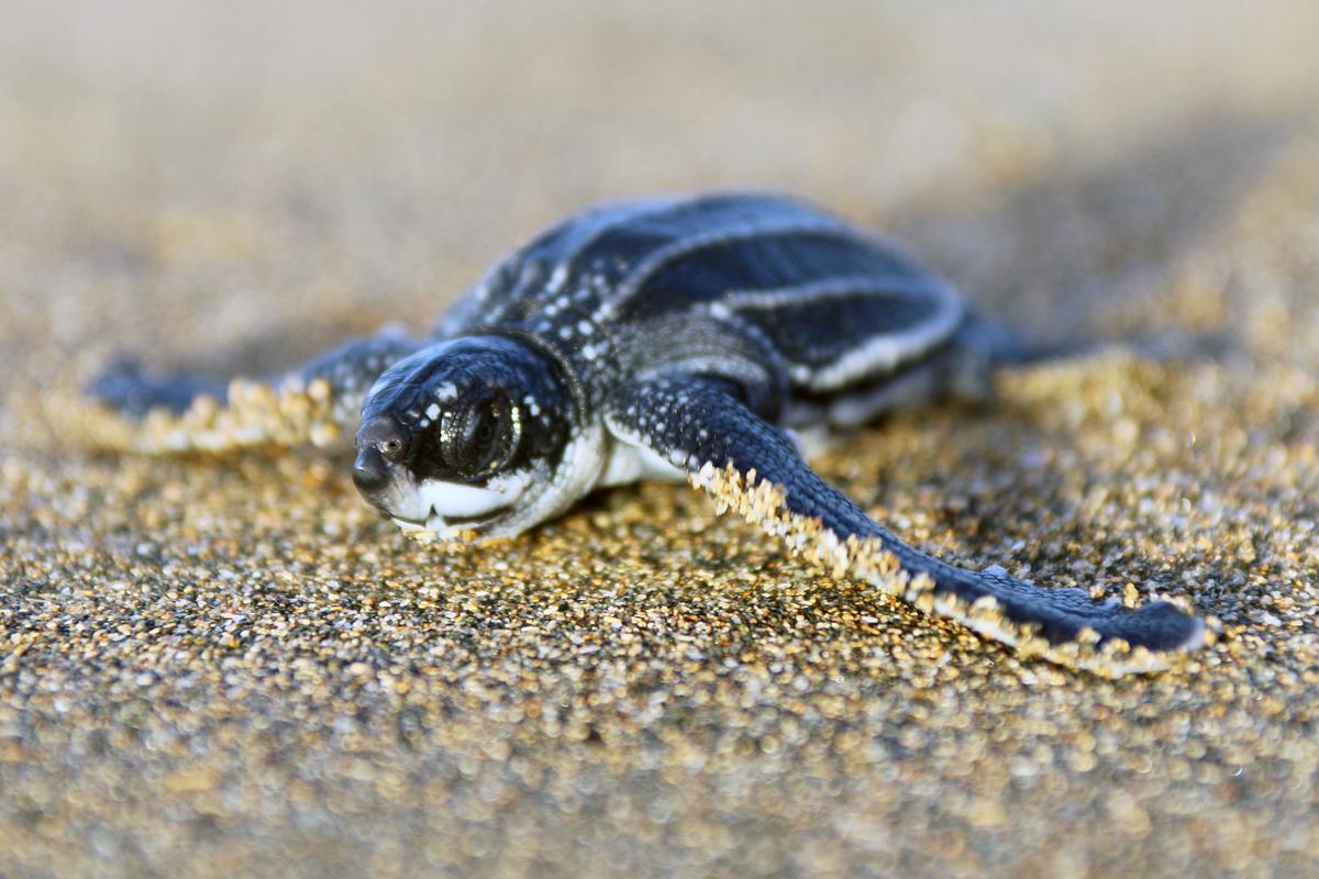 Nacen más tinglares en las costas de Puerto Rico | Actualidad ...