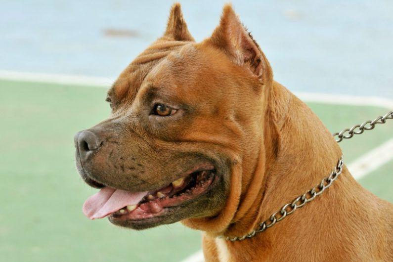 Senado elimina prohibición de perros Pitbulls Terriers | Gobierno ...