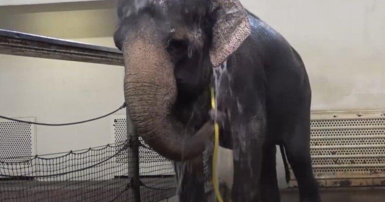 ¿Cómo un elefante usa una manguera como una ducha? | Ciencia | elvocero.com