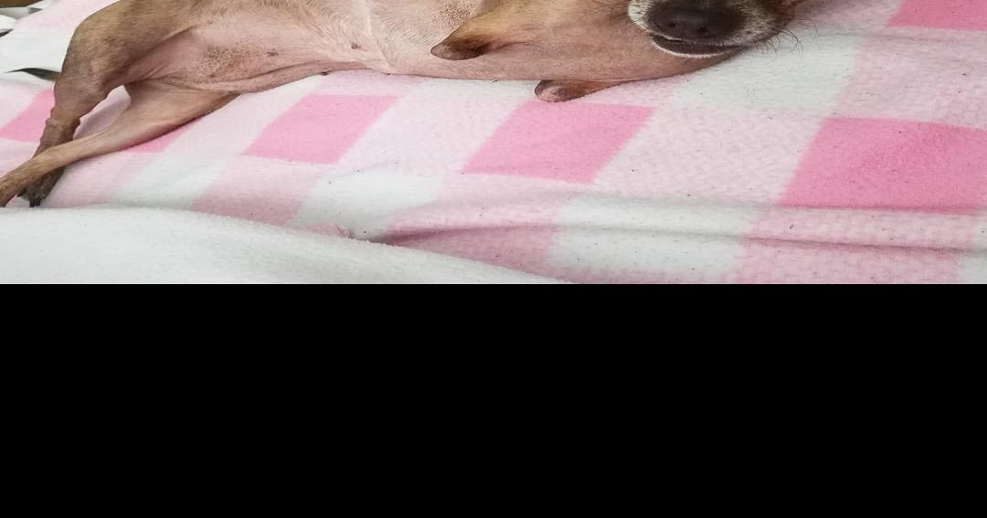 Nessie: la perrita sin sus patas delanteras | Notimascotas | elvocero.com