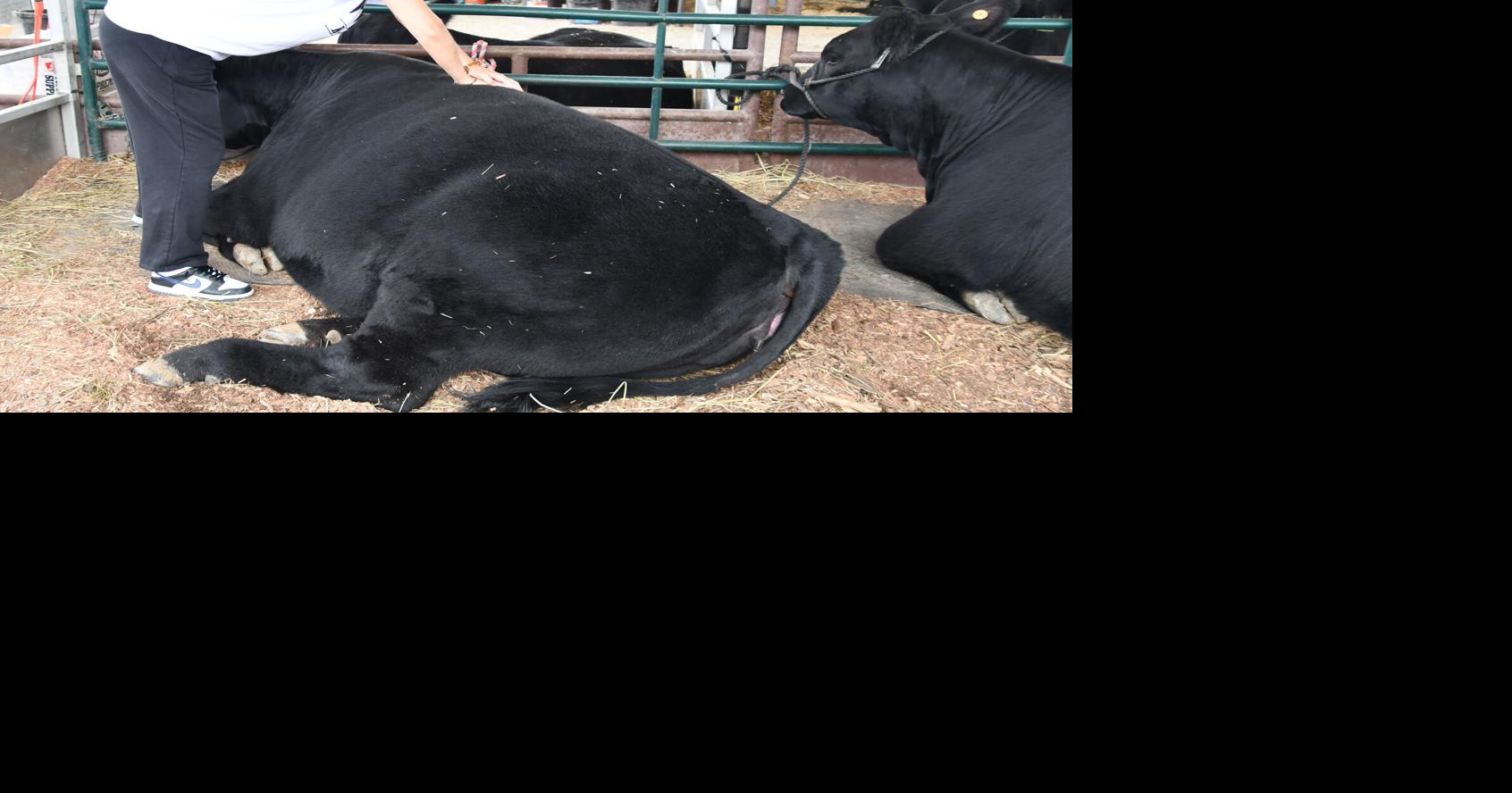 Behind the Scenes at the Lyon County Fair | Free | emporiagazette.com