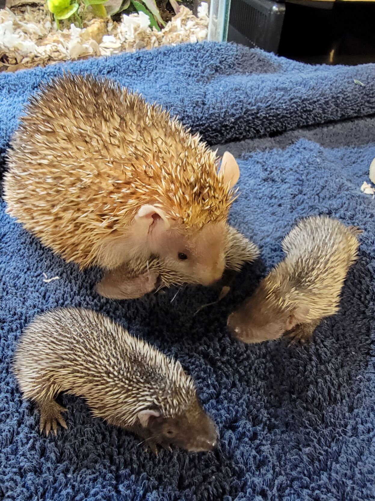 Hedgehog Tenrecs born at David Traylor Zoo of Emporia | Free ...