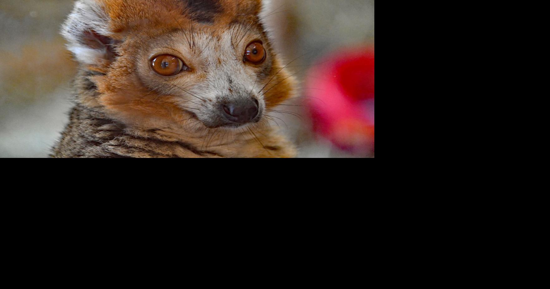 How the David Traylor Zoo Operates in the Winter | Free ...