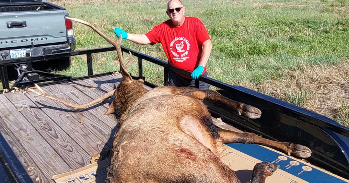 Elk hit in Lyon County may have wandered from Fort Riley | County ...