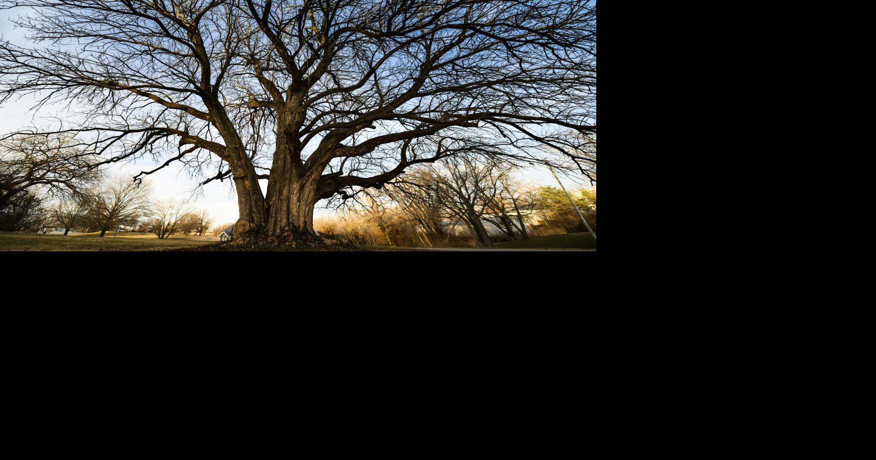 These roots are strong: Award-winning Osage Orange tree flourishing in ...