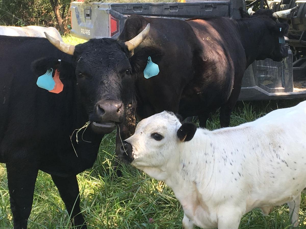 Six Legged Cow Kansas - All About Cow Photos